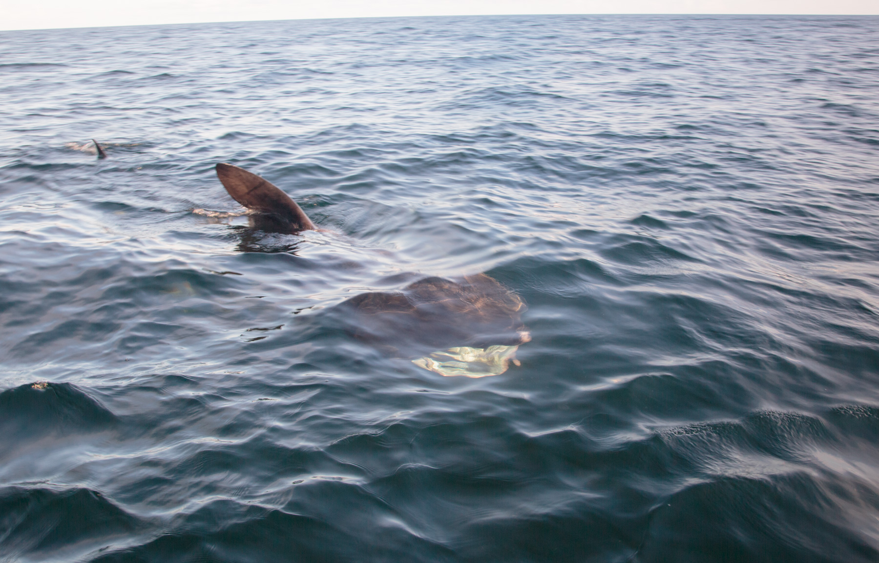 Rock climbing on Pabbay – Duncan Archer